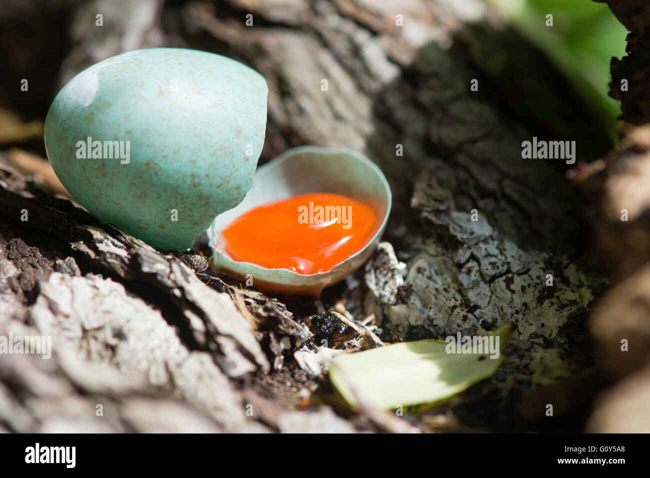 Blue Egg Shell Uk High Resolution Stock Photography and Images - Alamy