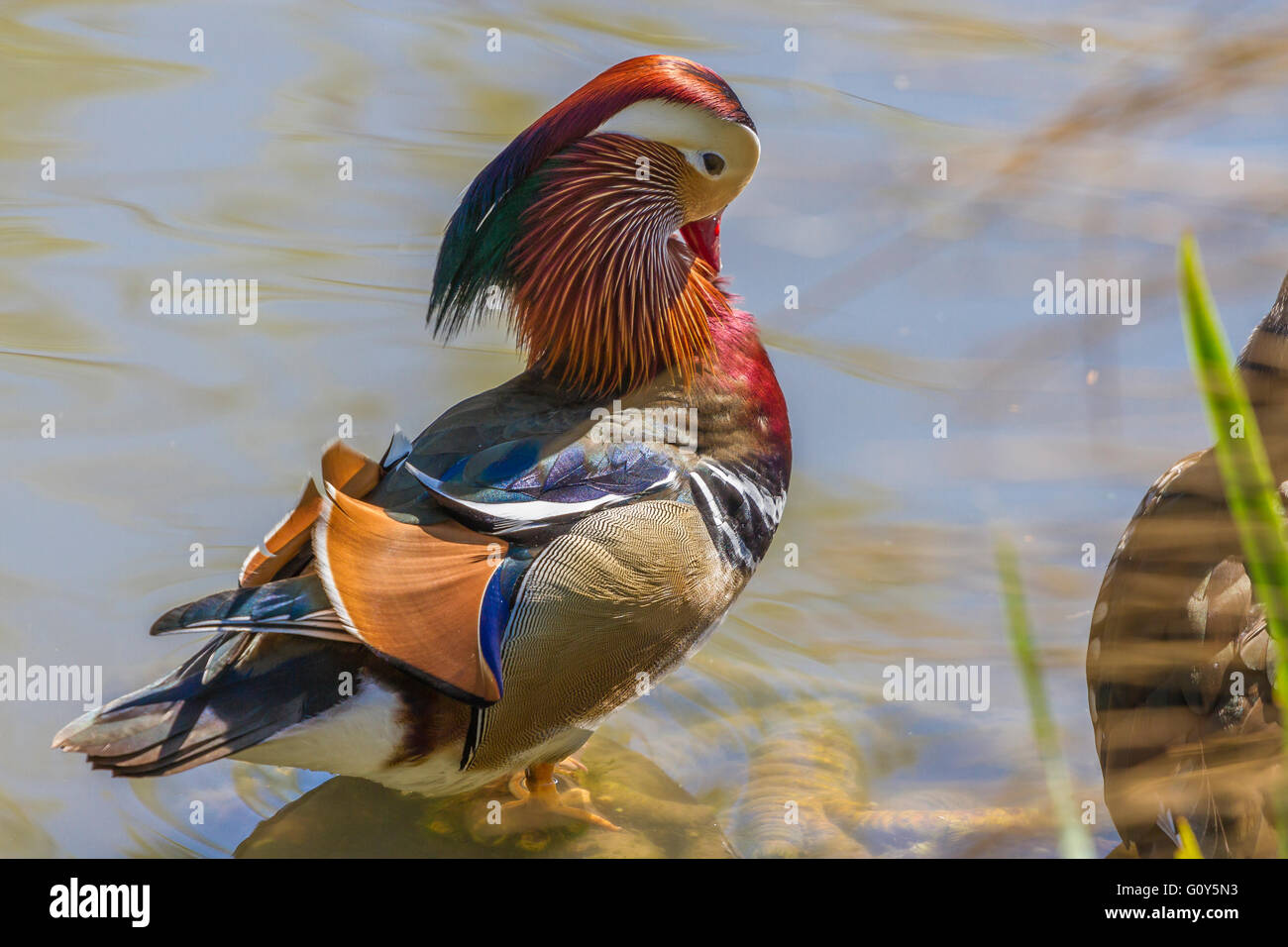 Mandarin Duck at Slimbridge Stock Photo - Alamy