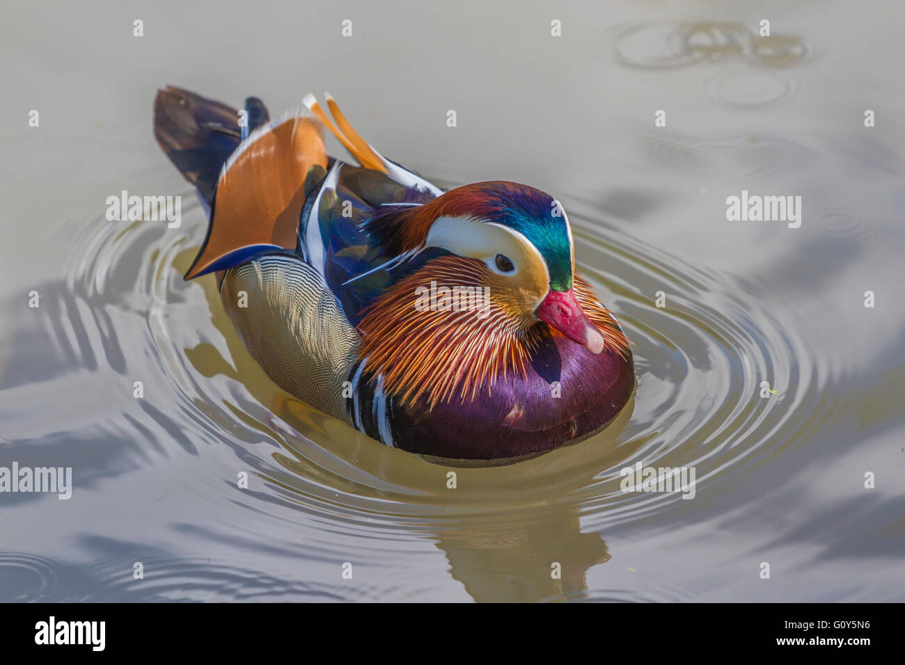 Mandarin Duck at Slimbridge Stock Photo - Alamy