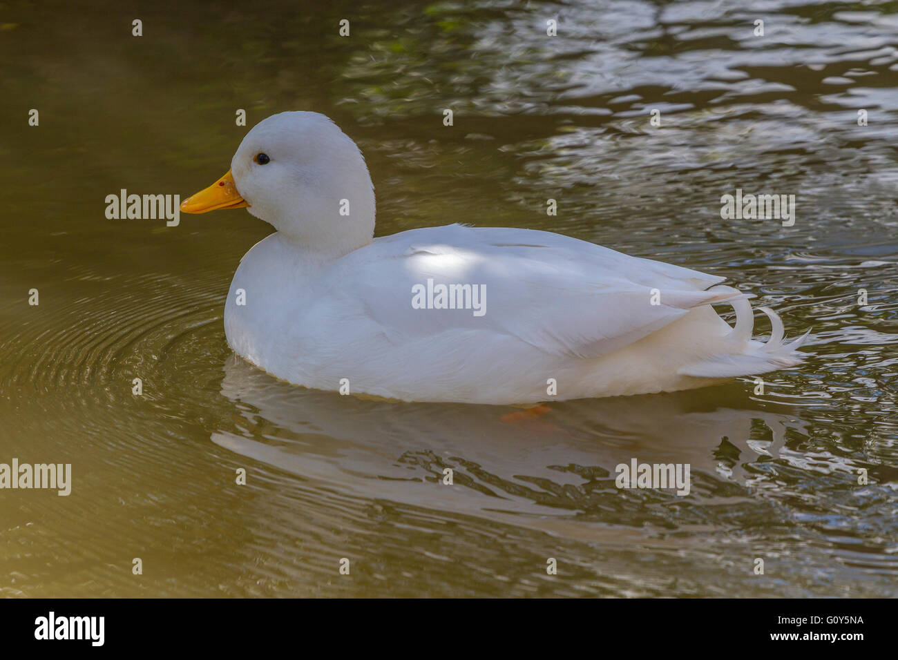 Spring duck call hi-res stock photography and images - Alamy