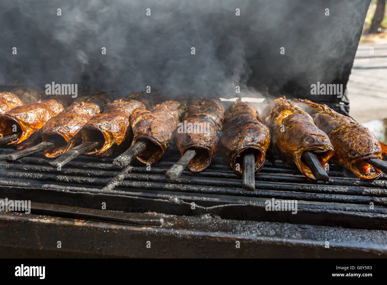 Snakehead fish hi-res stock photography and images - Alamy