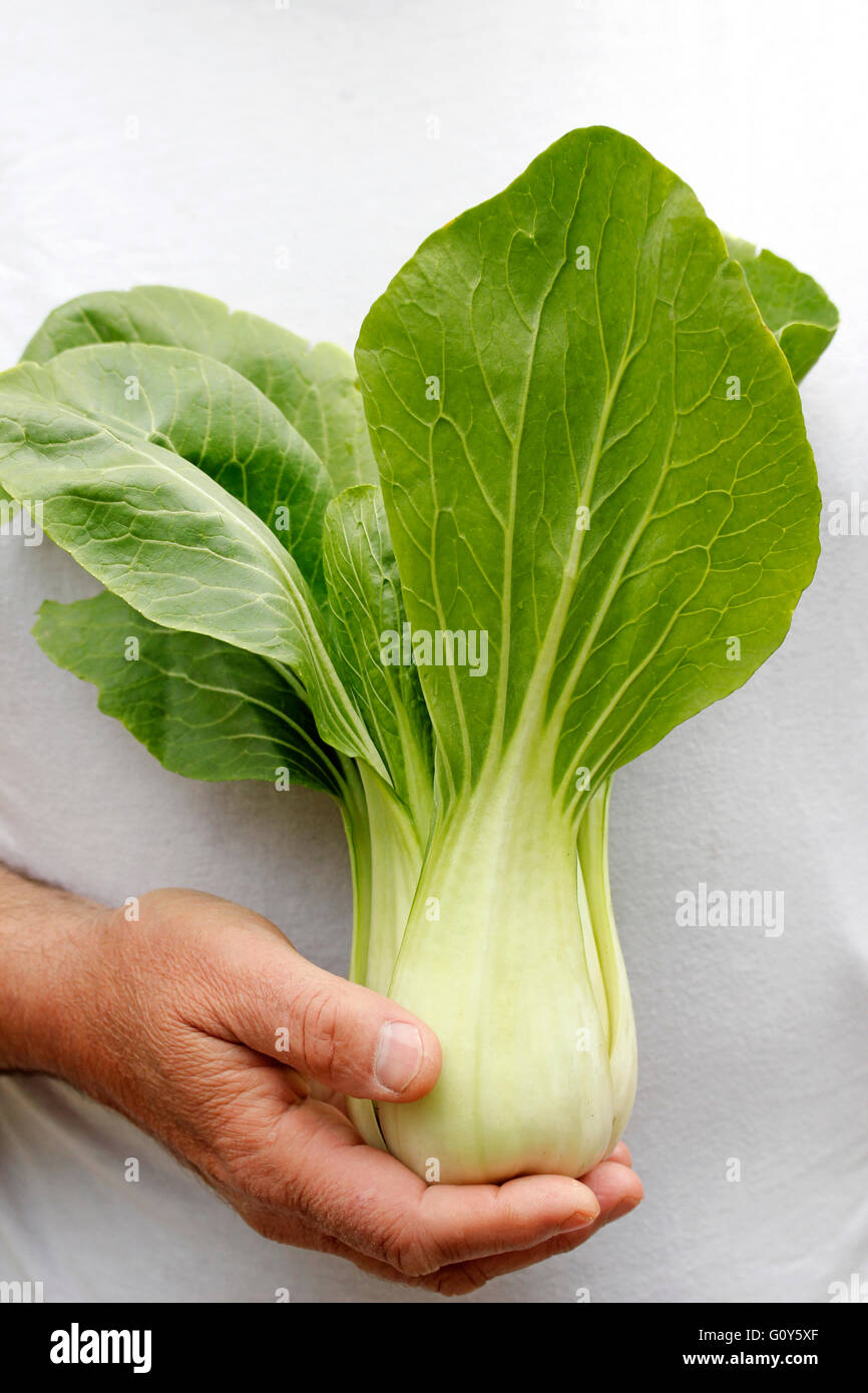 Pak choi. Typical Chinese cabbage Stock Photo - Alamy