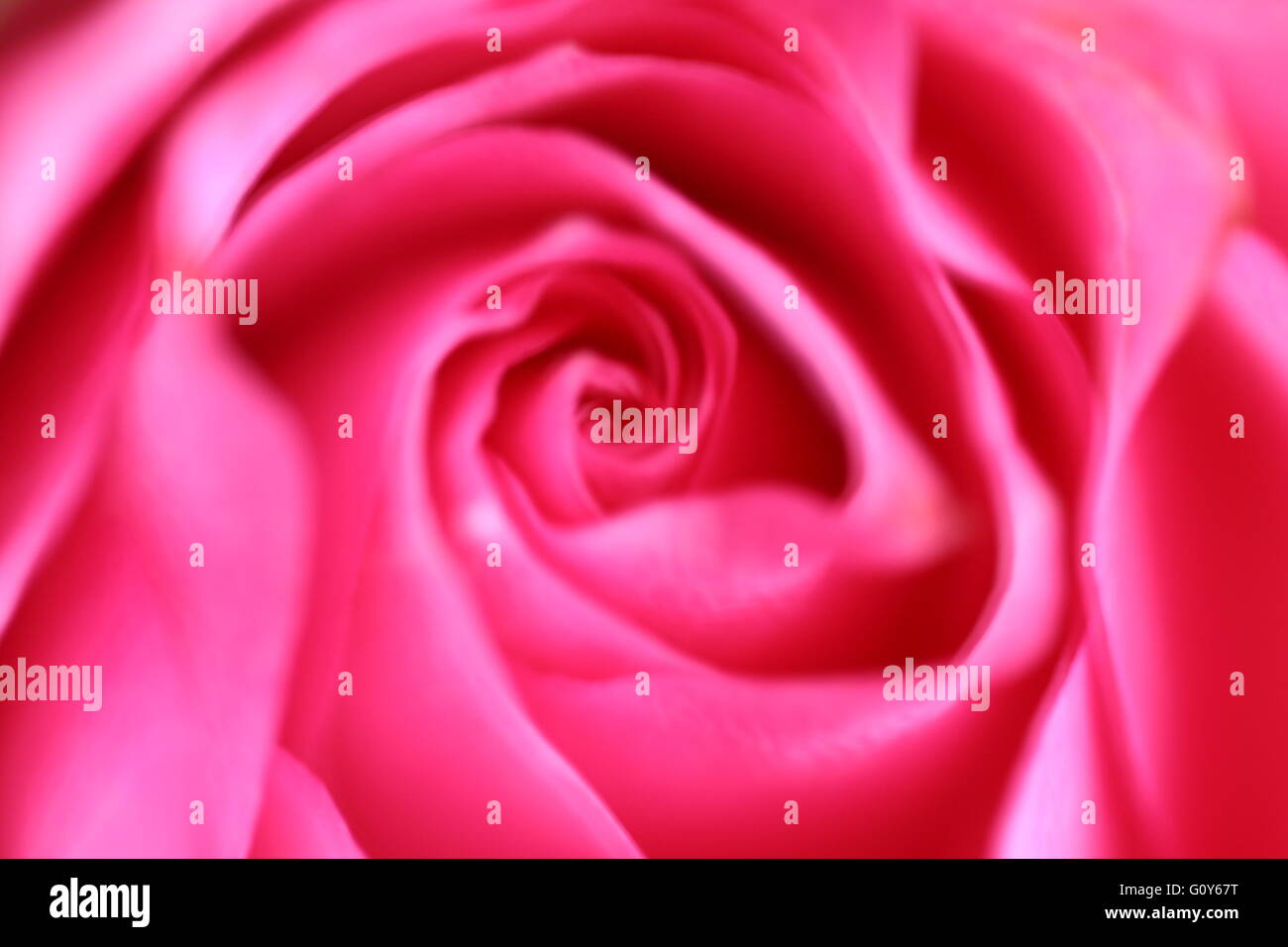 Beautiful Love Roses Images High Resolution Stock Photography and ...