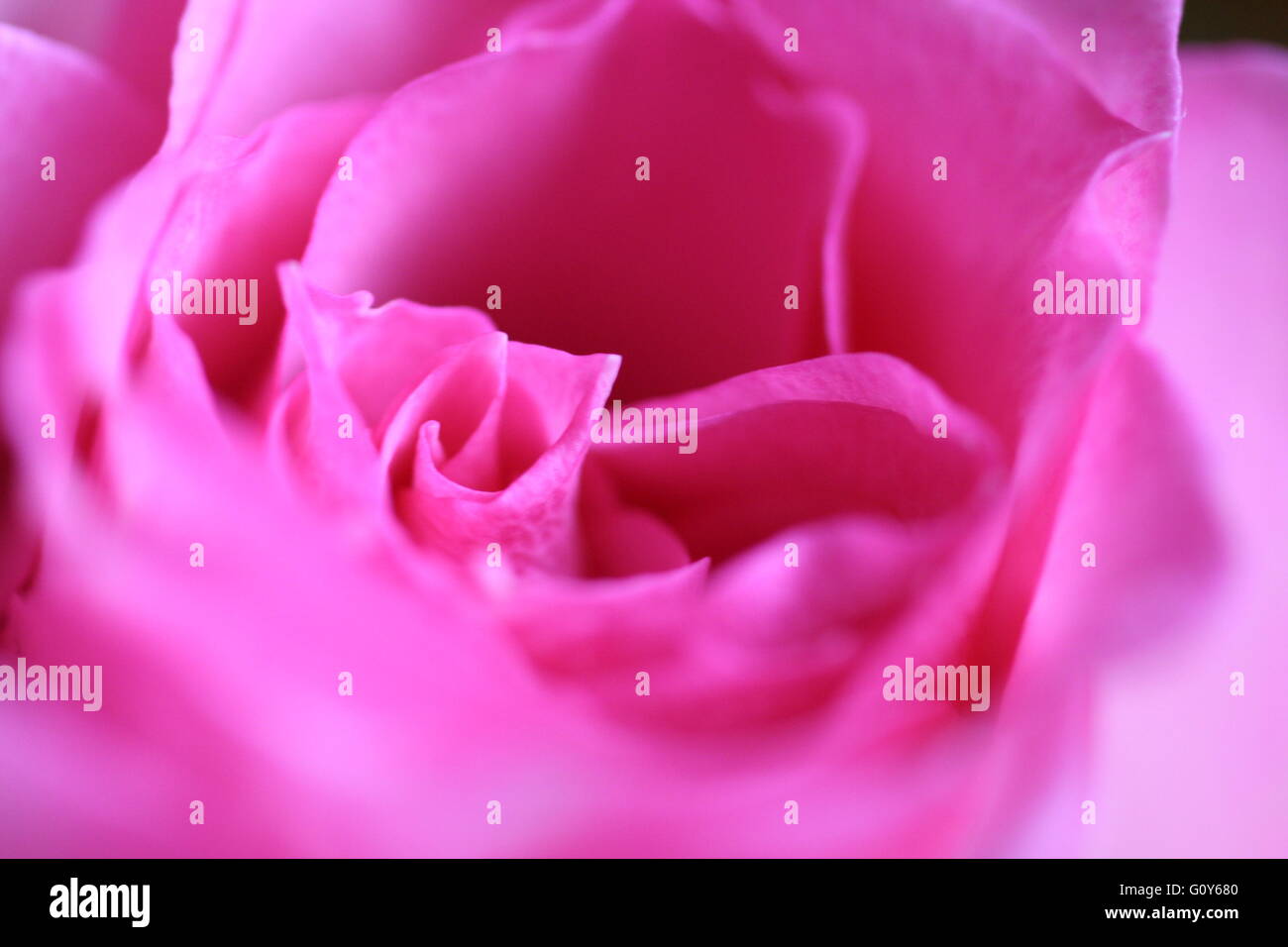 Delicate rose images hi-res stock photography and images - Alamy