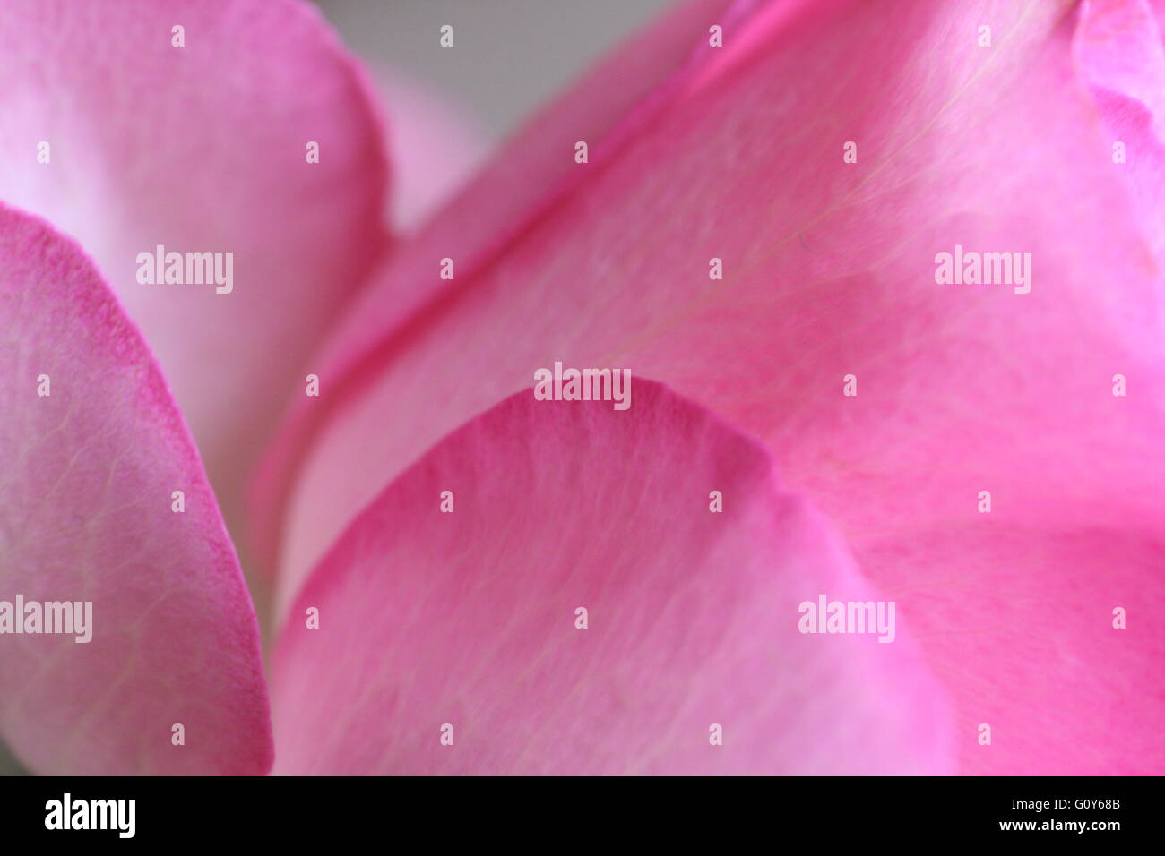 Delicate rose images hi-res stock photography and images - Alamy