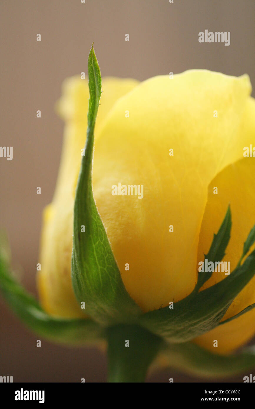 Single stem flower hi-res stock photography and images - Alamy