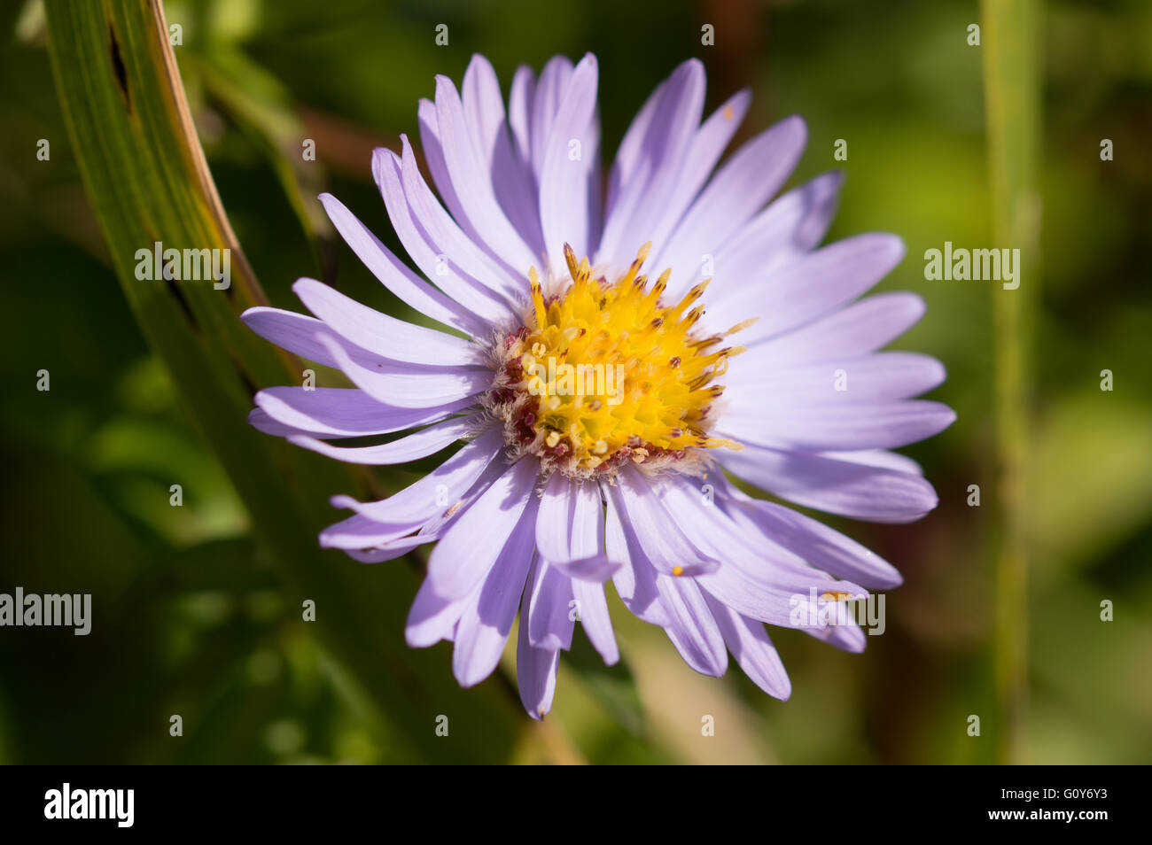 A close-up of an Aster flower Stock Photo - Alamy