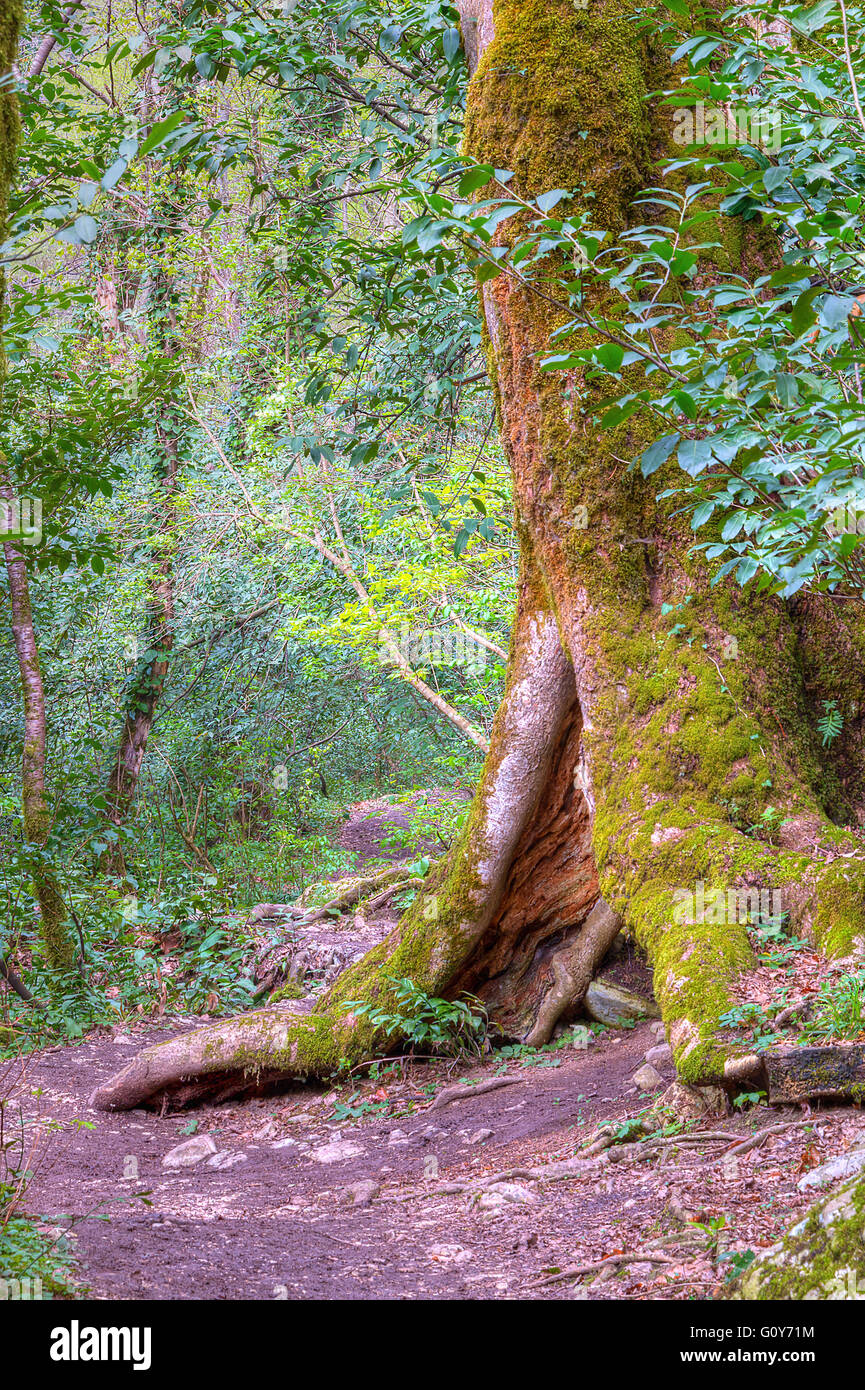 The old big tree with a hollow, covered with moss in forest. HDR ...