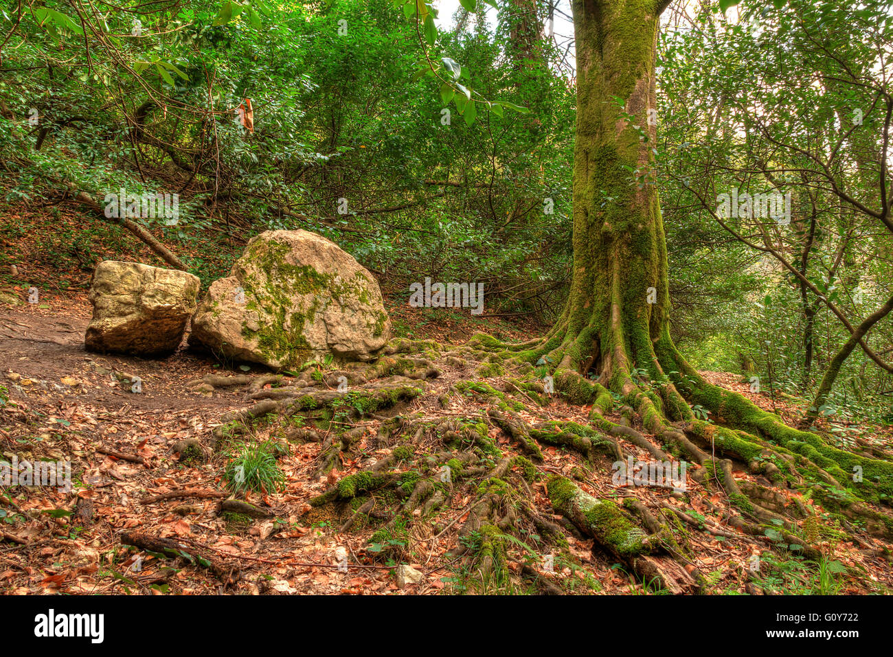 Roots and trunk of tree and boulder covered with moss in mountain ...