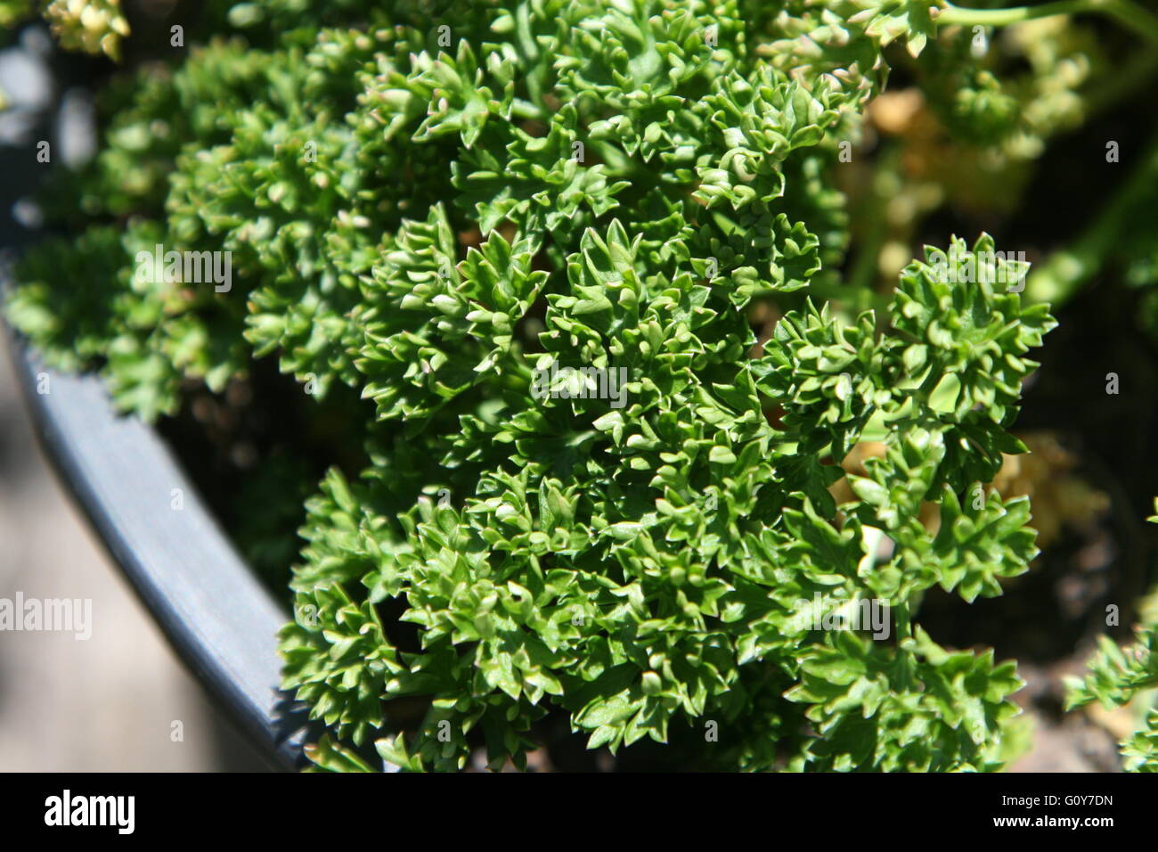 Herbs container garden hi-res stock photography and images - Alamy