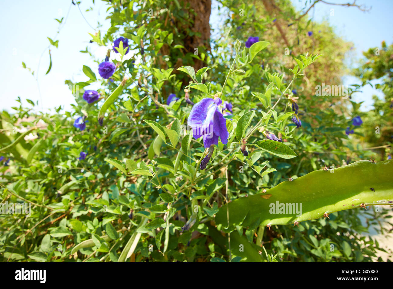 purple pink flowers on a tree in Thailand Stock Photo - Alamy