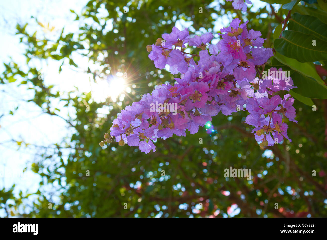 purple pink flowers on a tree in Thailand Stock Photo - Alamy