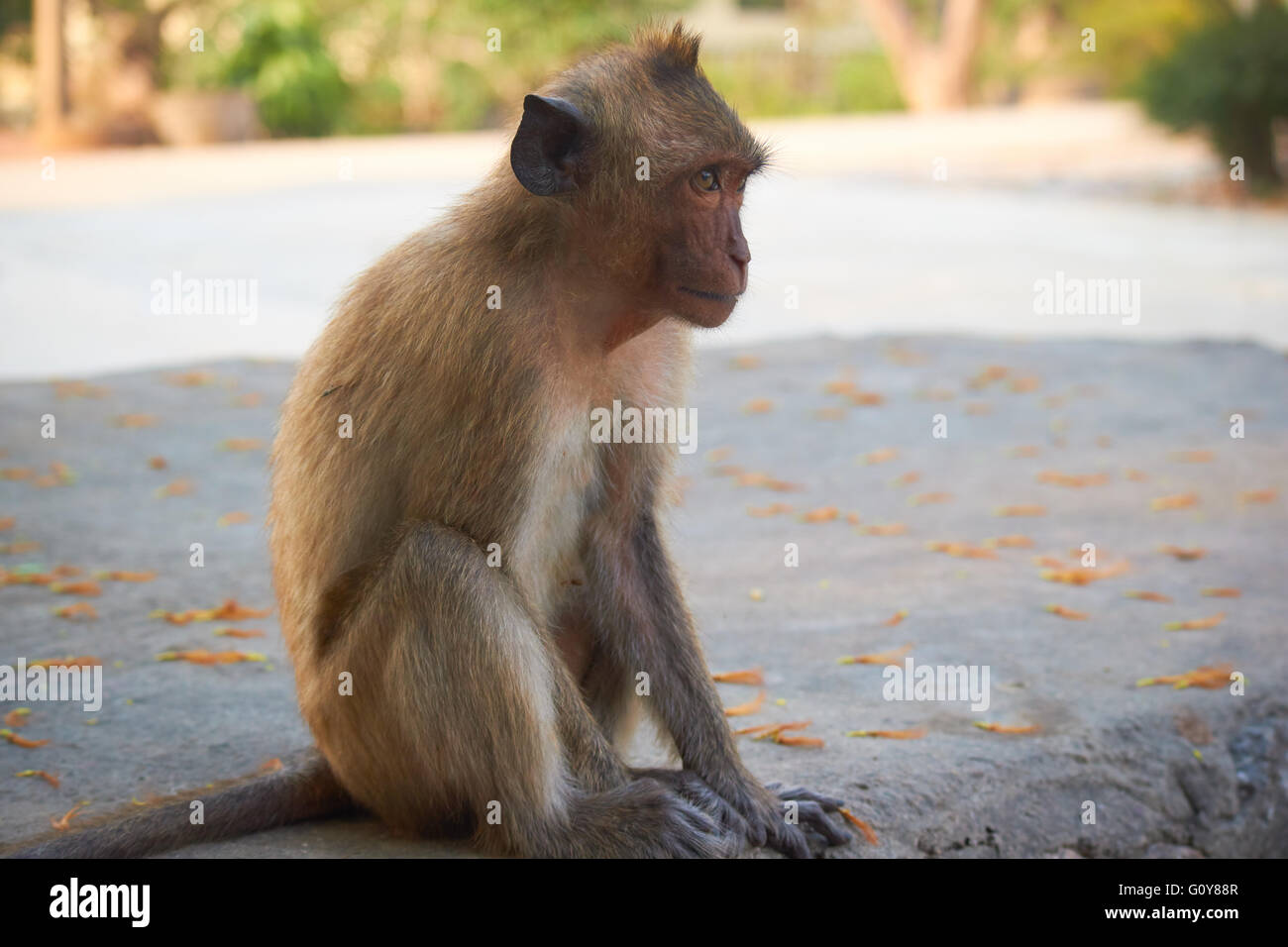 wild monkeys in Thailand Stock Photo - Alamy