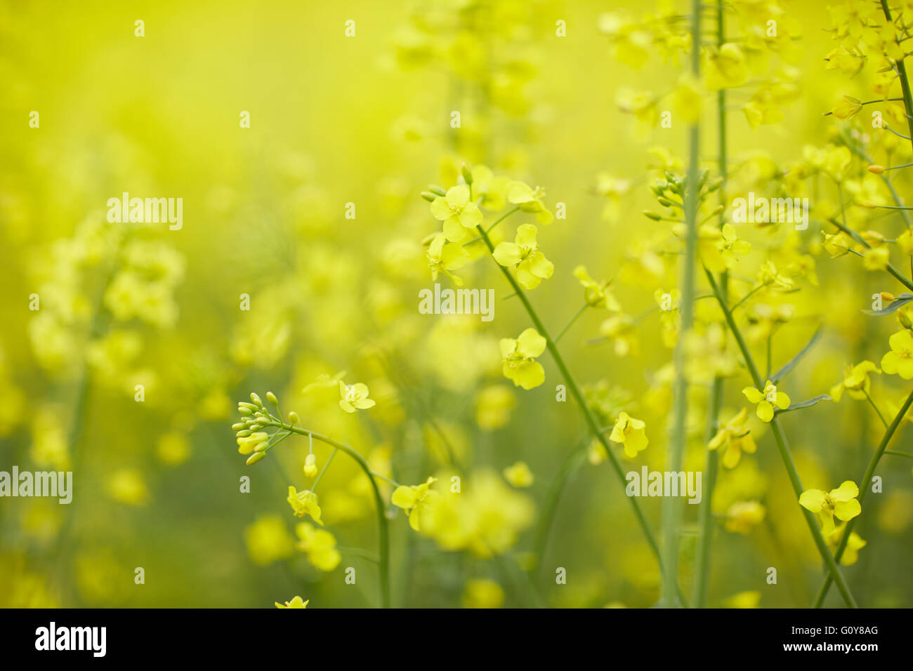 rapeseed field with yellow flowers Stock Photo - Alamy