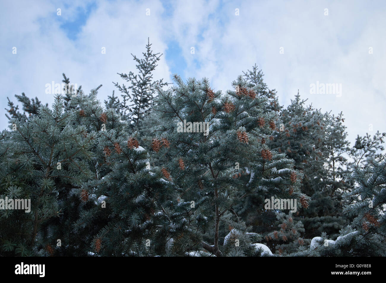 tops of spruce trees Stock Photo - Alamy