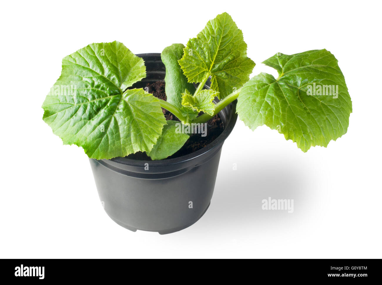 Marrow plant hi-res stock photography and images - Alamy
