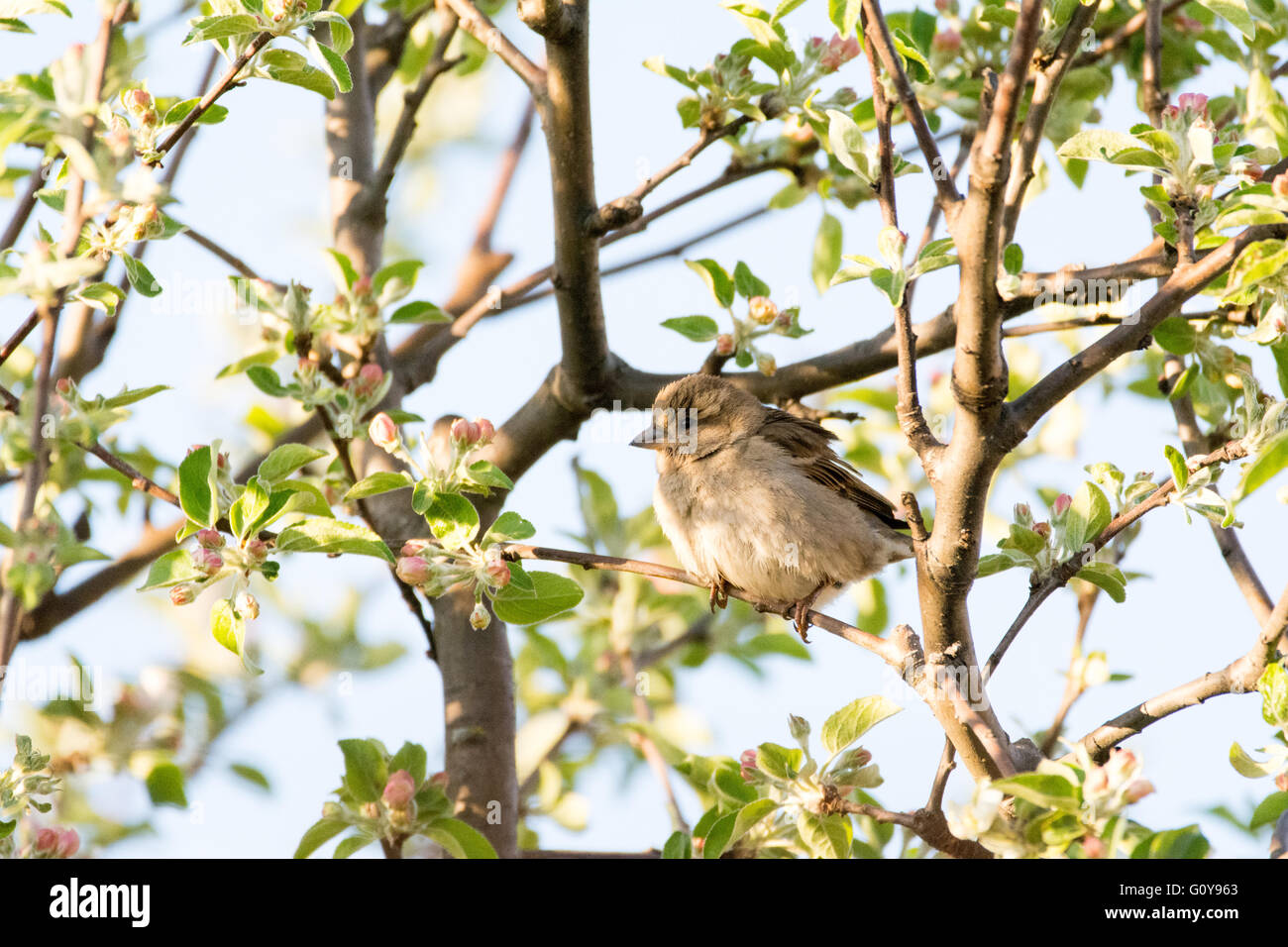 Female tree sparrow hi-res stock photography and images - Alamy