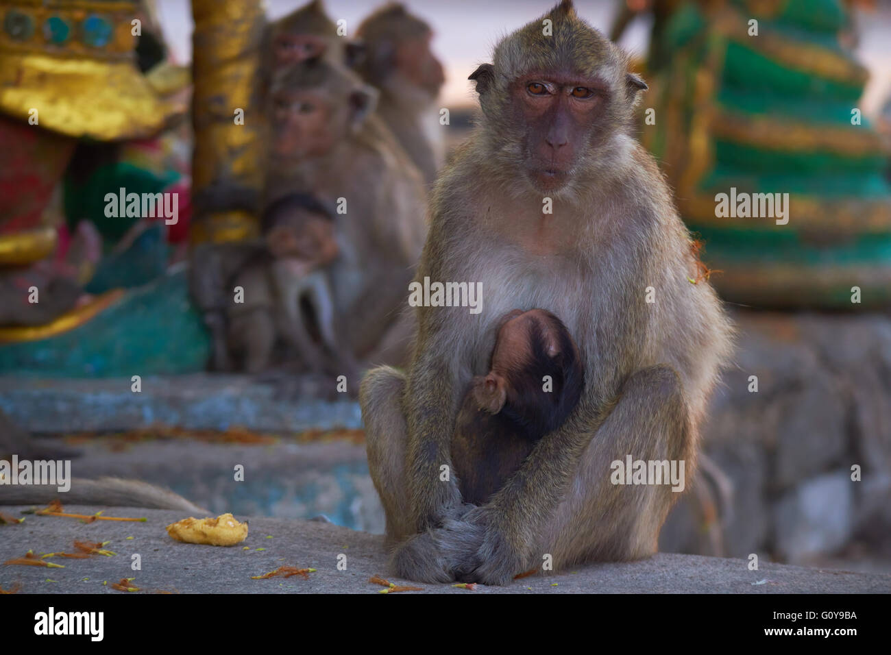 wild monkeys in Thailand Stock Photo - Alamy