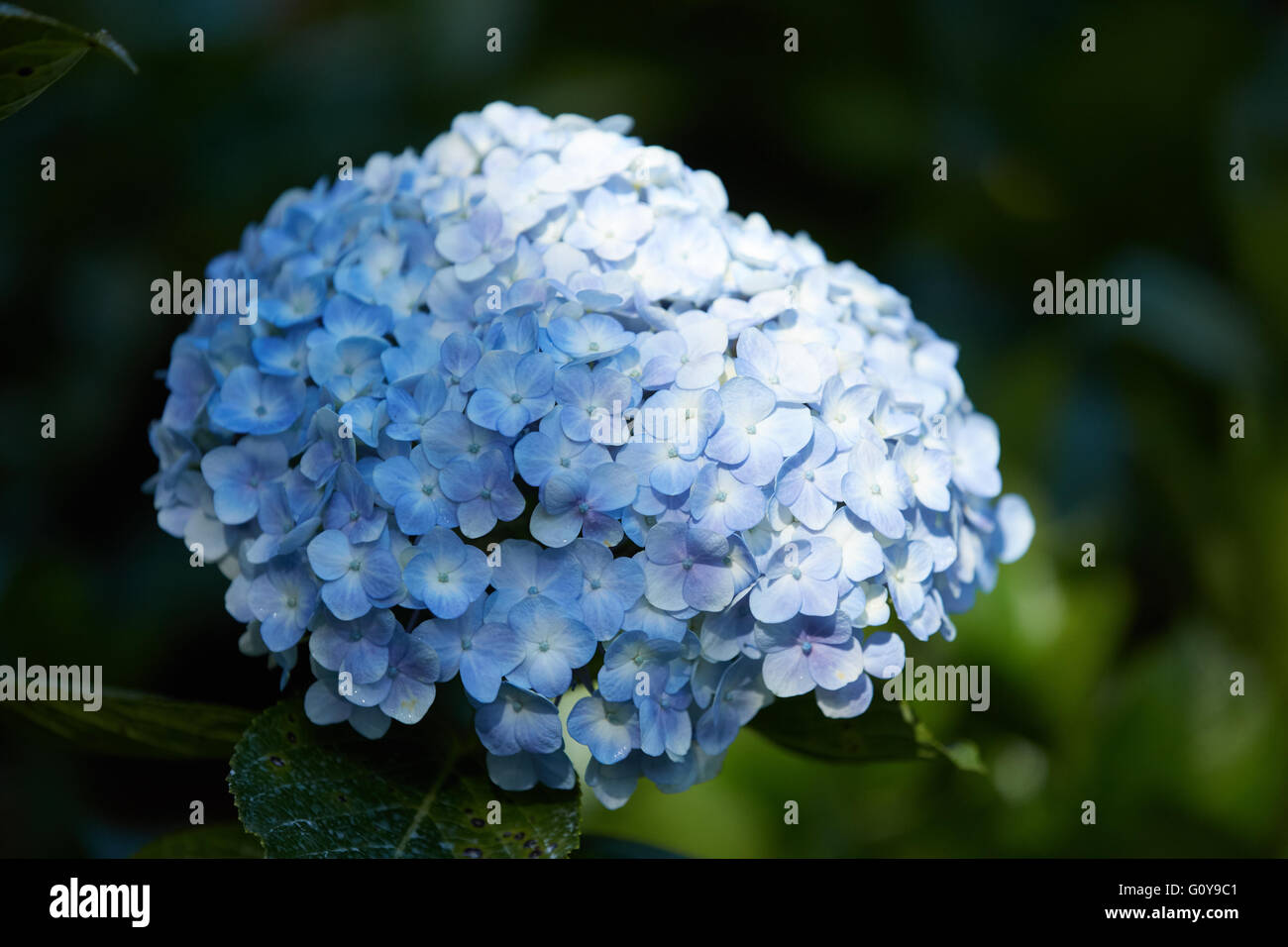 blue blossoms in Vietnam Stock Photo - Alamy