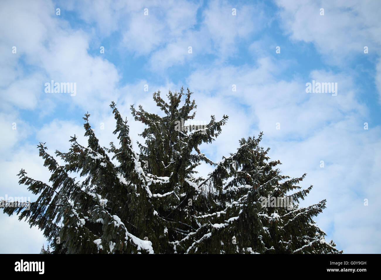 tops of spruce trees Stock Photo - Alamy