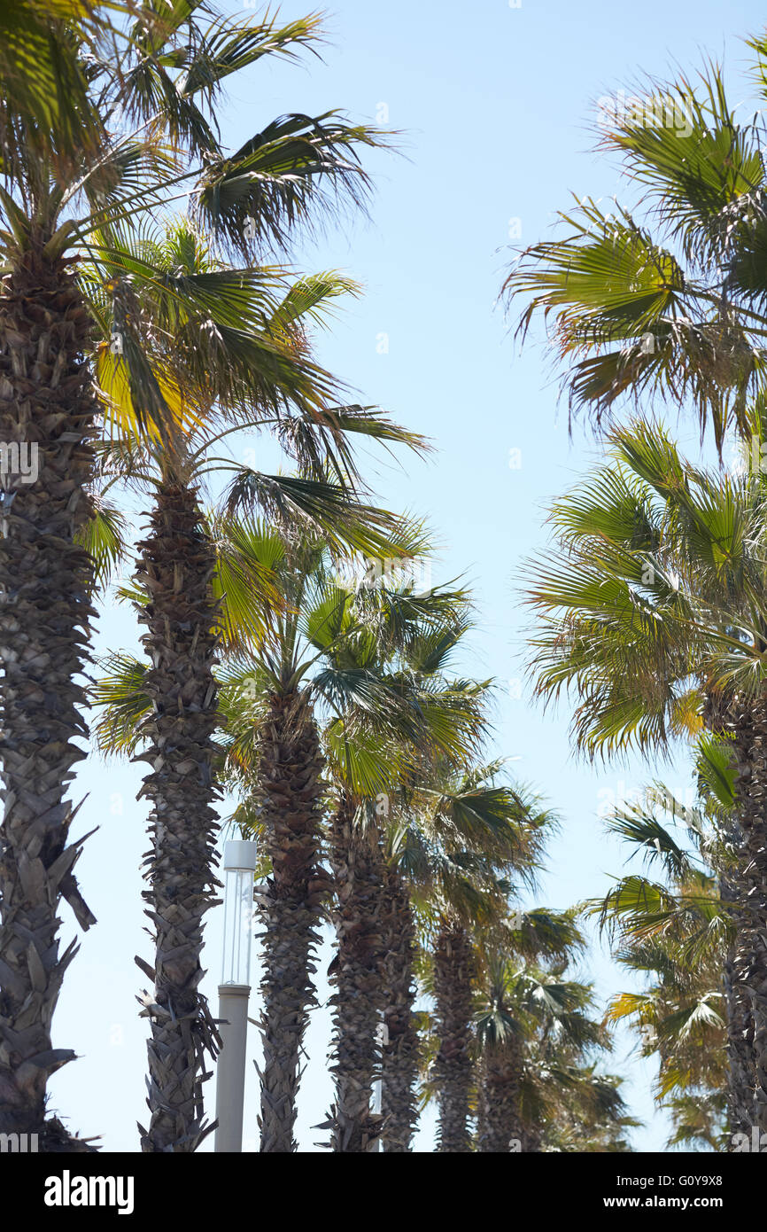 Palm trees in Barcelona Stock Photo - Alamy