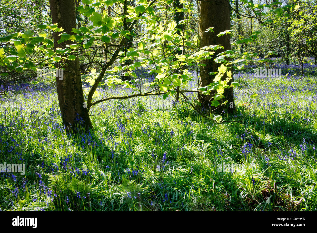 Bluebell landscape hi-res stock photography and images - Alamy