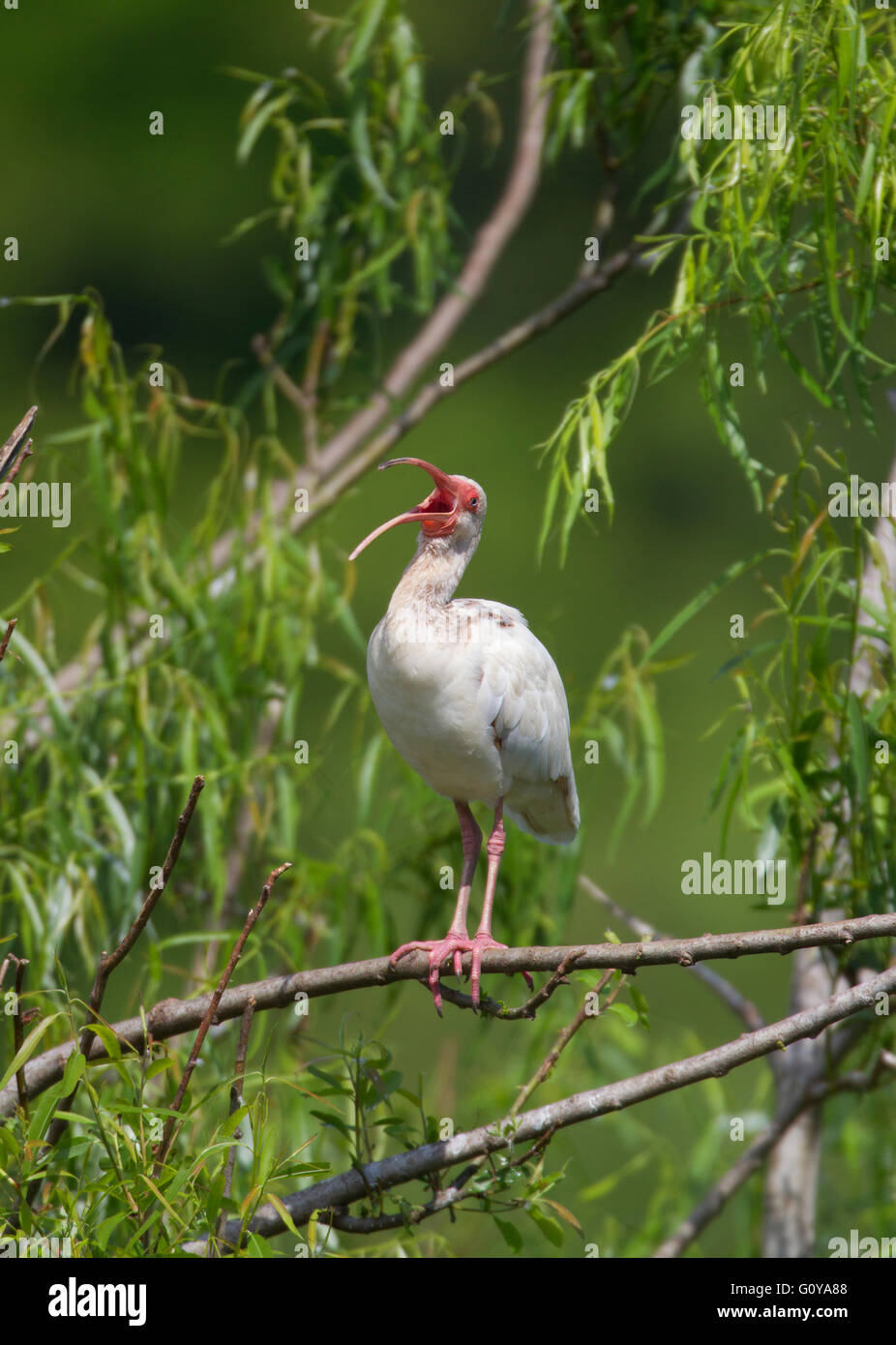 Immature white ibis hi-res stock photography and images - Alamy
