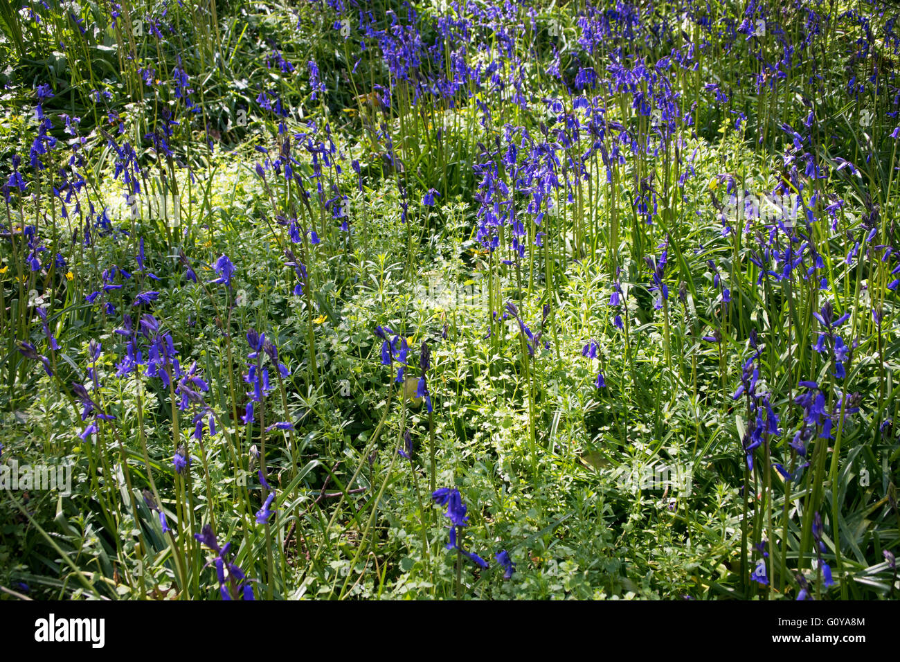 Bluebells dappled in sun hi-res stock photography and images - Alamy
