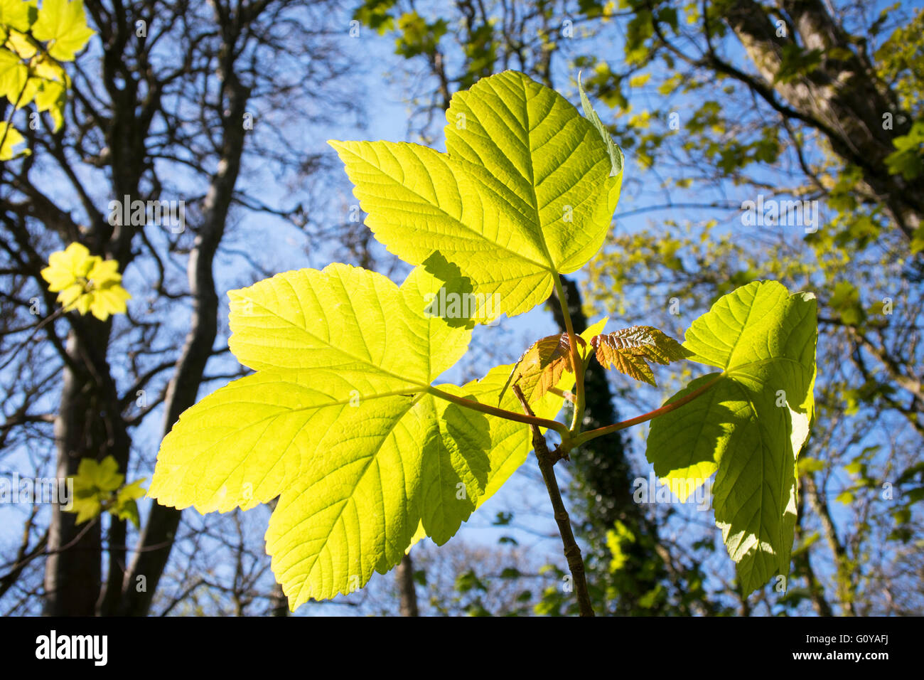 Sycamore tree leaves close up hi-res stock photography and images - Alamy