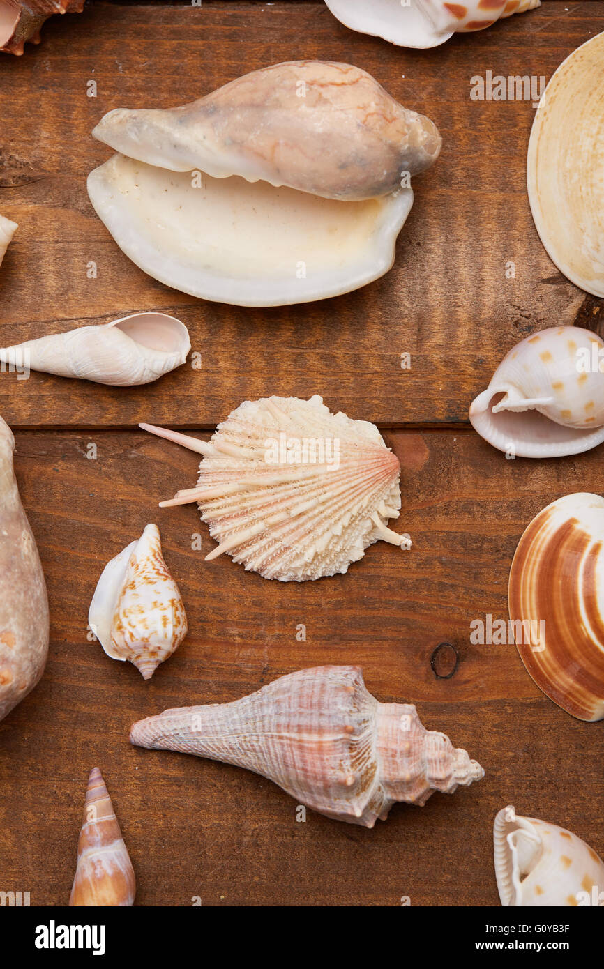 Starfish and spiral shells hi-res stock photography and images - Alamy