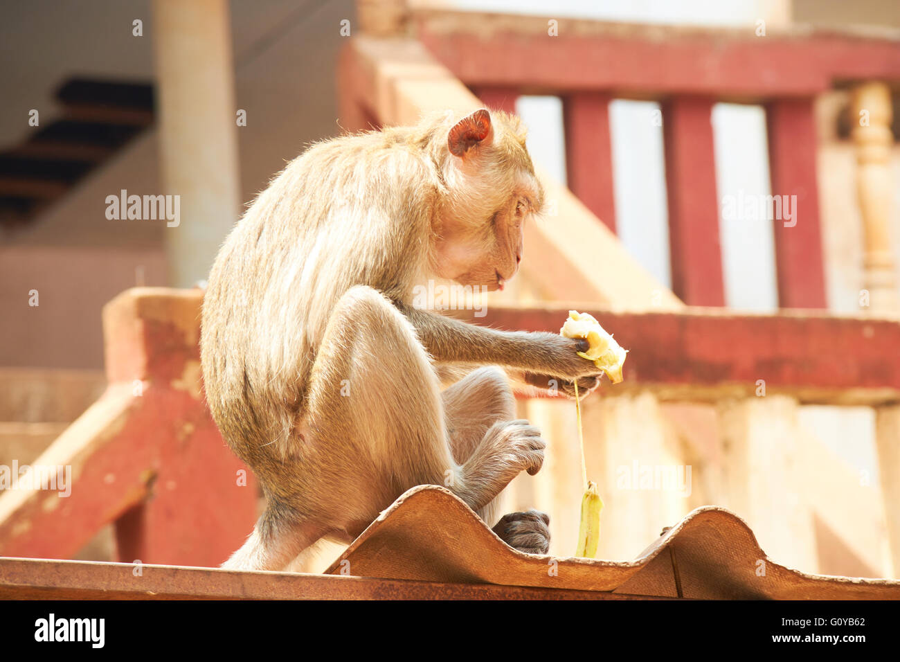 monkey in a zoo in Thailand Stock Photo - Alamy
