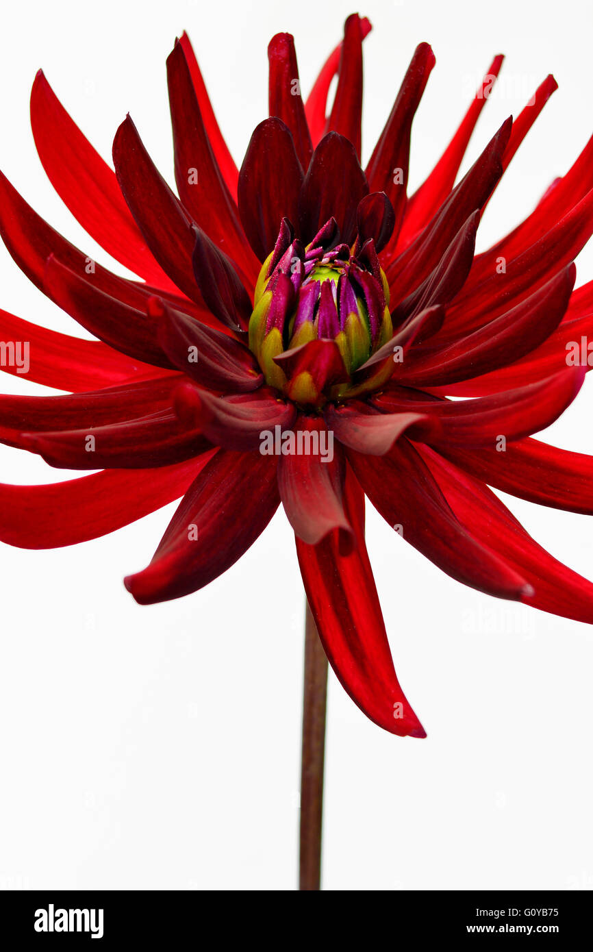 Cactus dahlia, Dahlia, Dahlia cultivar, Beauty in Nature, Bulb, Colour ...