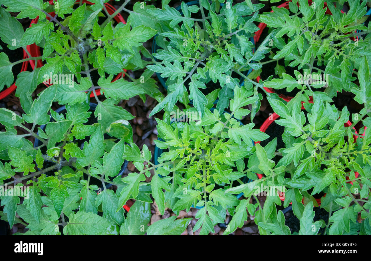 Tomato nursery hi-res stock photography and images - Alamy