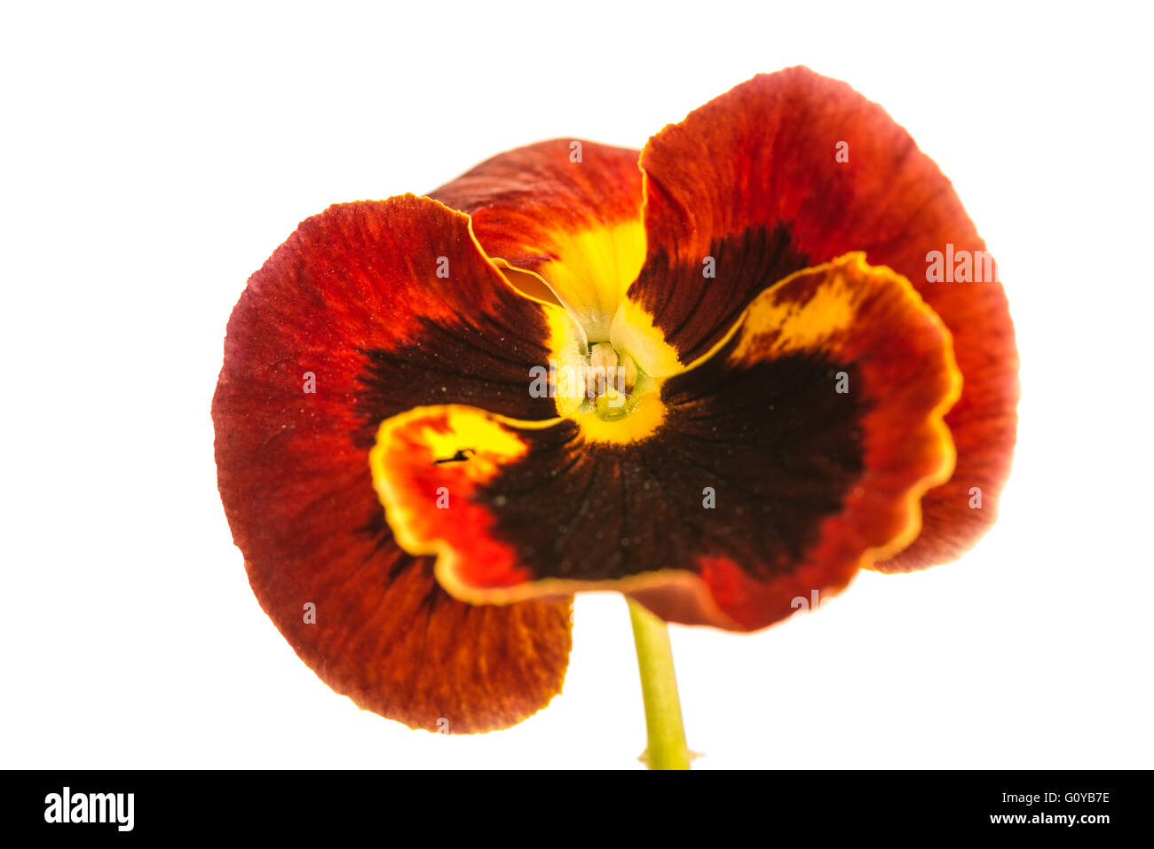 Viola tricolor Cut Out Stock Images & Pictures - Alamy