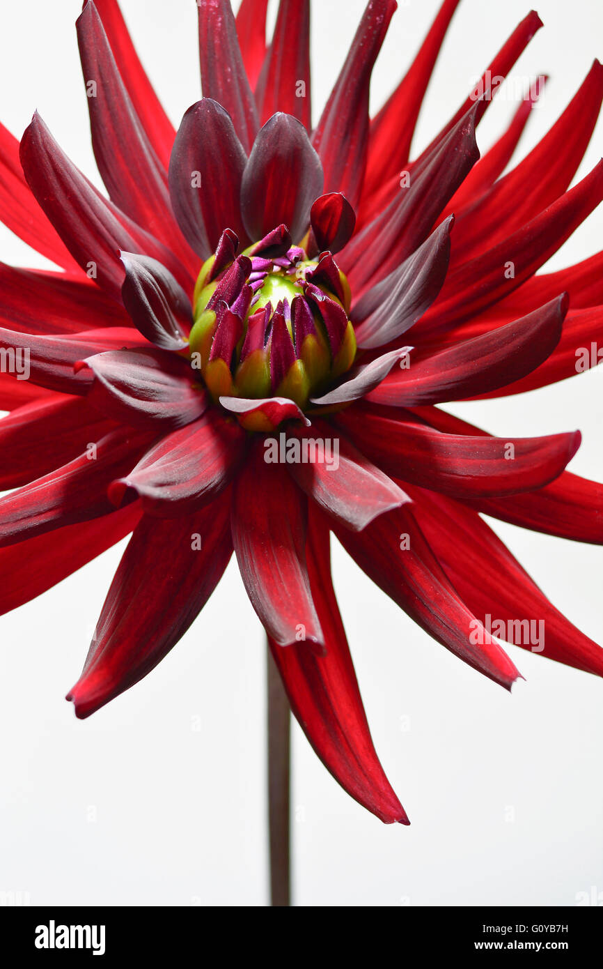 Cactus dahlia, Dahlia, Dahlia cultivar, Beauty in Nature, Bulb, Colour ...