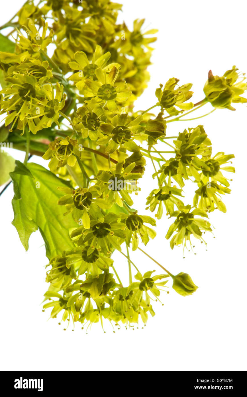 Detail of a flowering tree on a white background Stock Photo - Alamy
