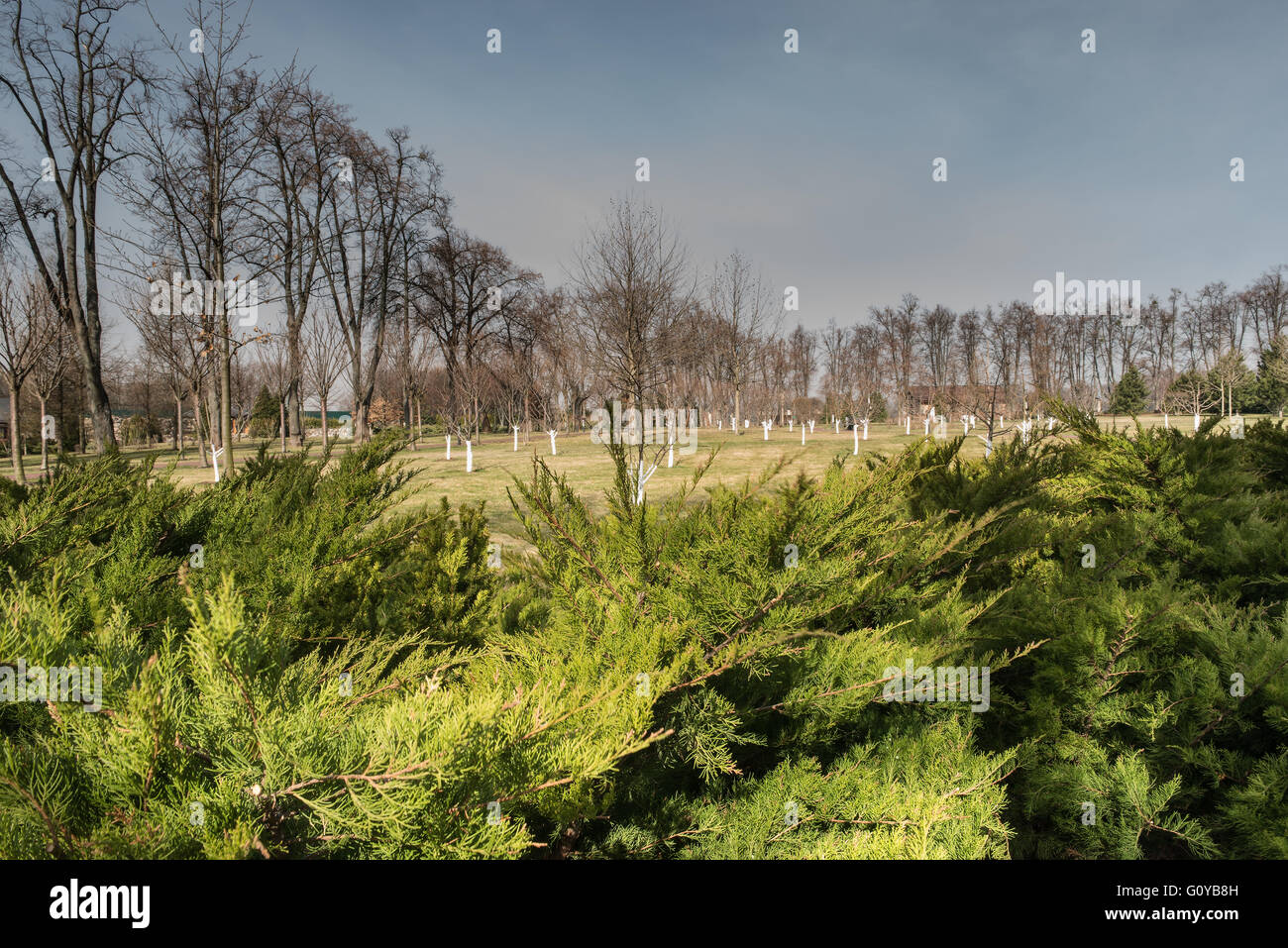 Spring orchard hi-res stock photography and images - Alamy