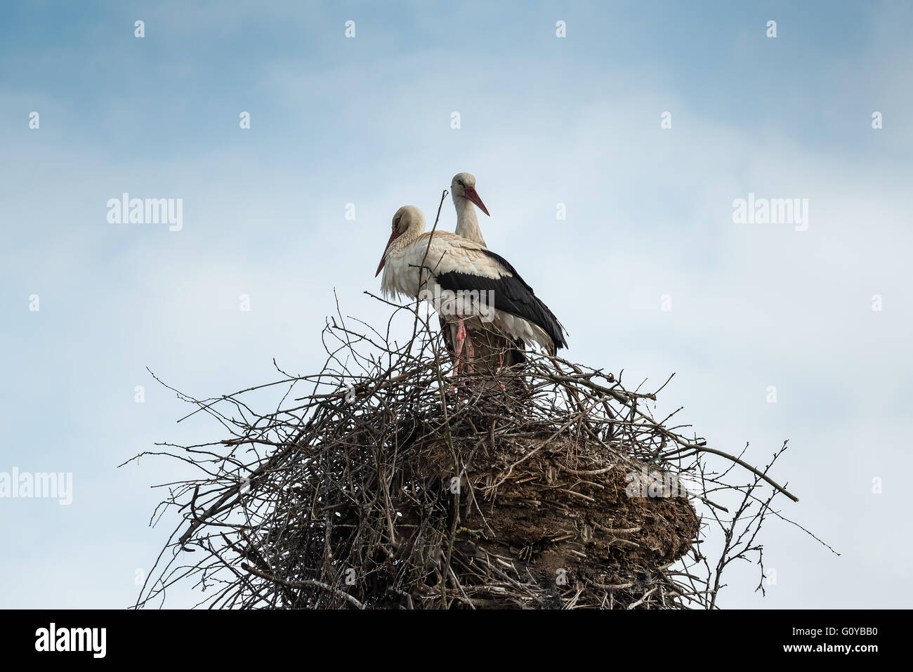 Storks in the nest Stock Photo - Alamy