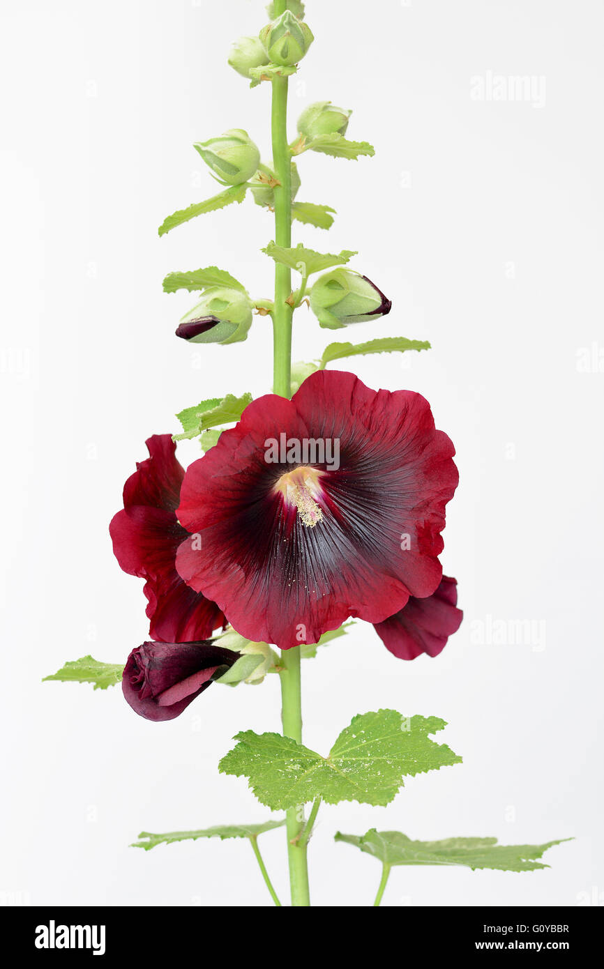 Hollyhock, Alcea, Alcea rosea cultivar, Althaea rosea, Beauty in Nature ...