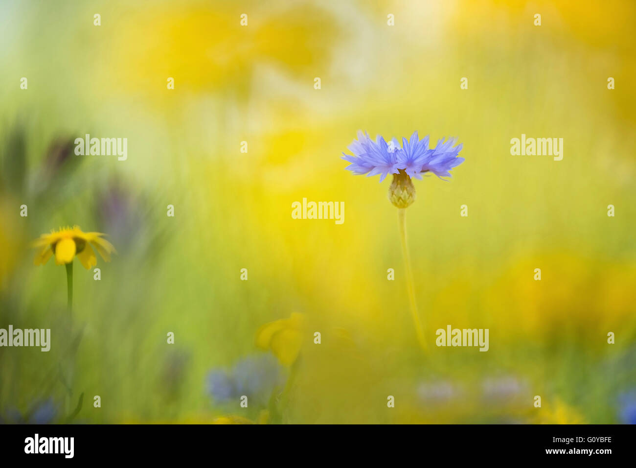 National flower of estonia hi-res stock photography and images - Alamy