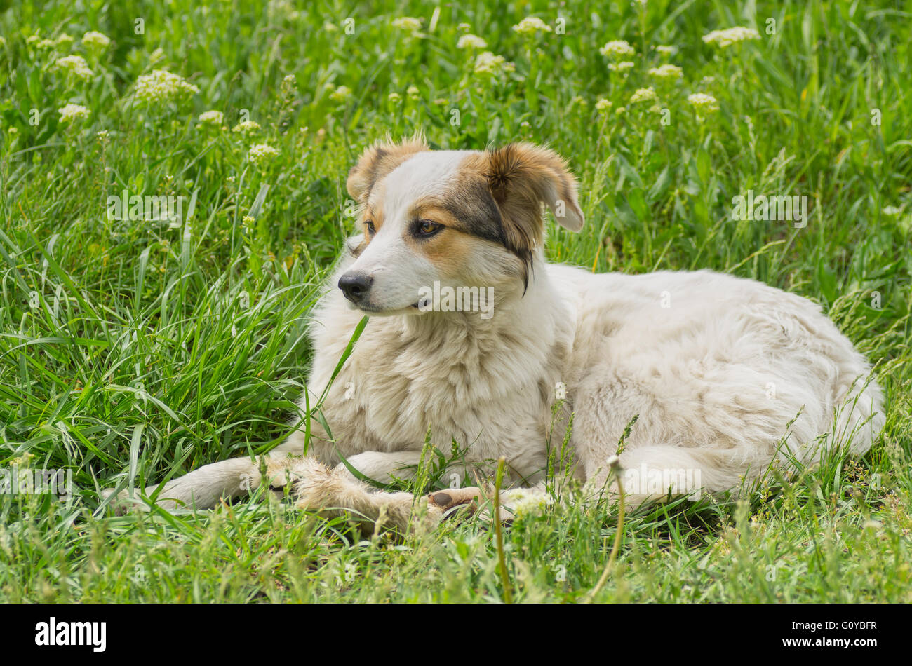Adorable stray dog resting in spring grass Stock Photo - Alamy
