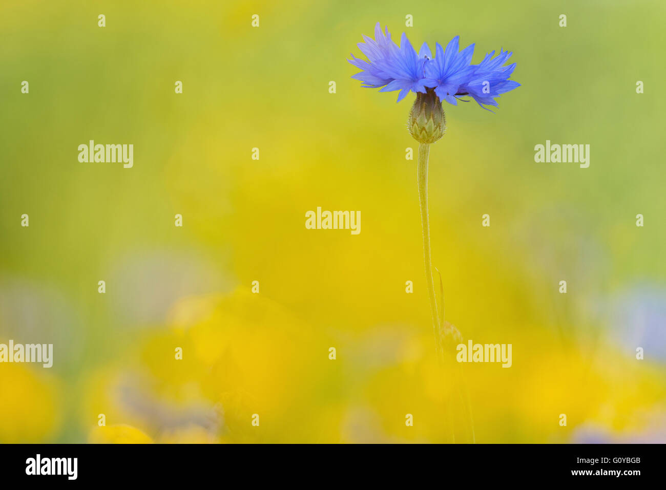 National flower of estonia hi-res stock photography and images - Alamy