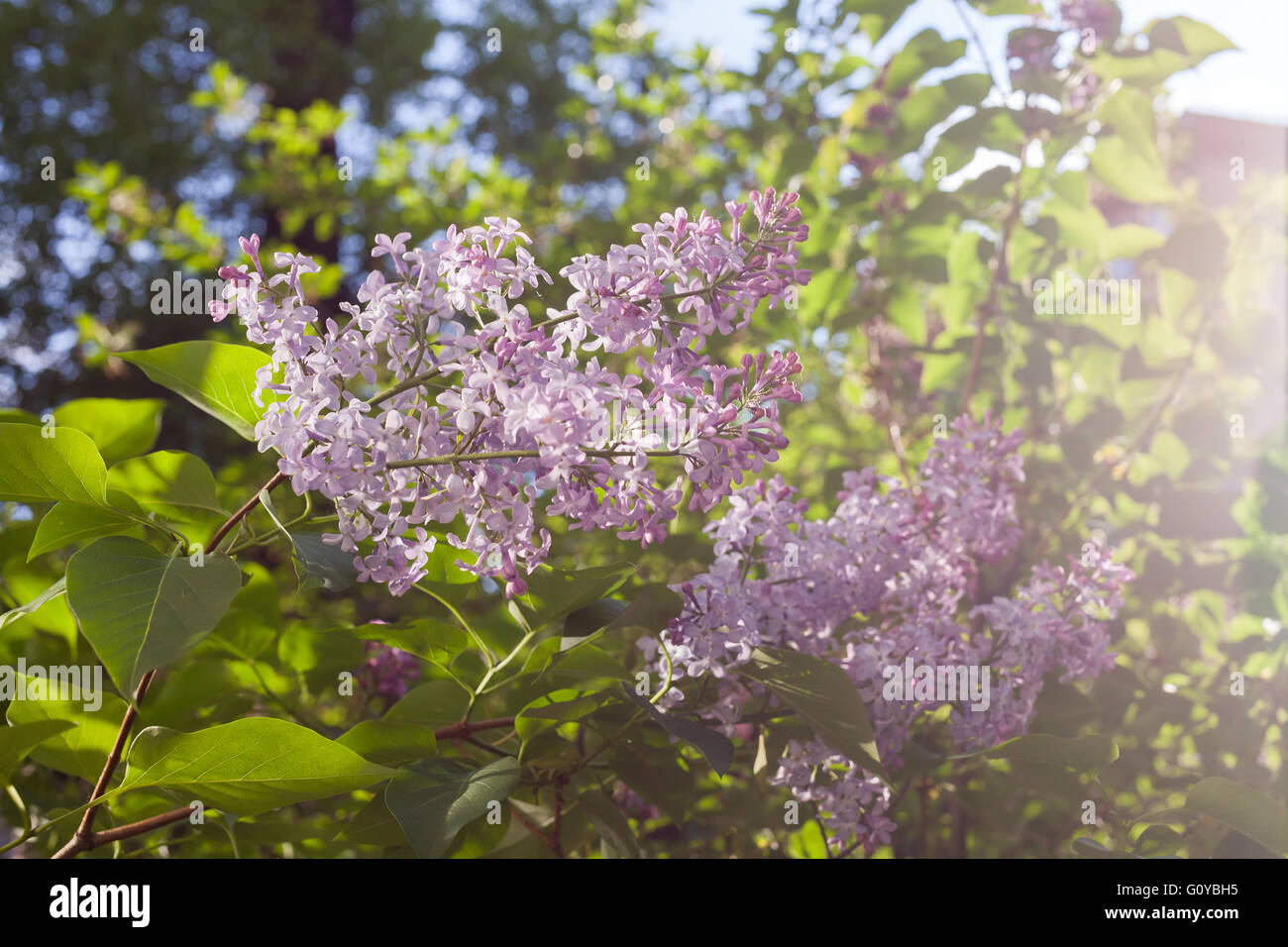 Syringa Vulgaris Lilac Or Common Lilac Stock Photo Alamy