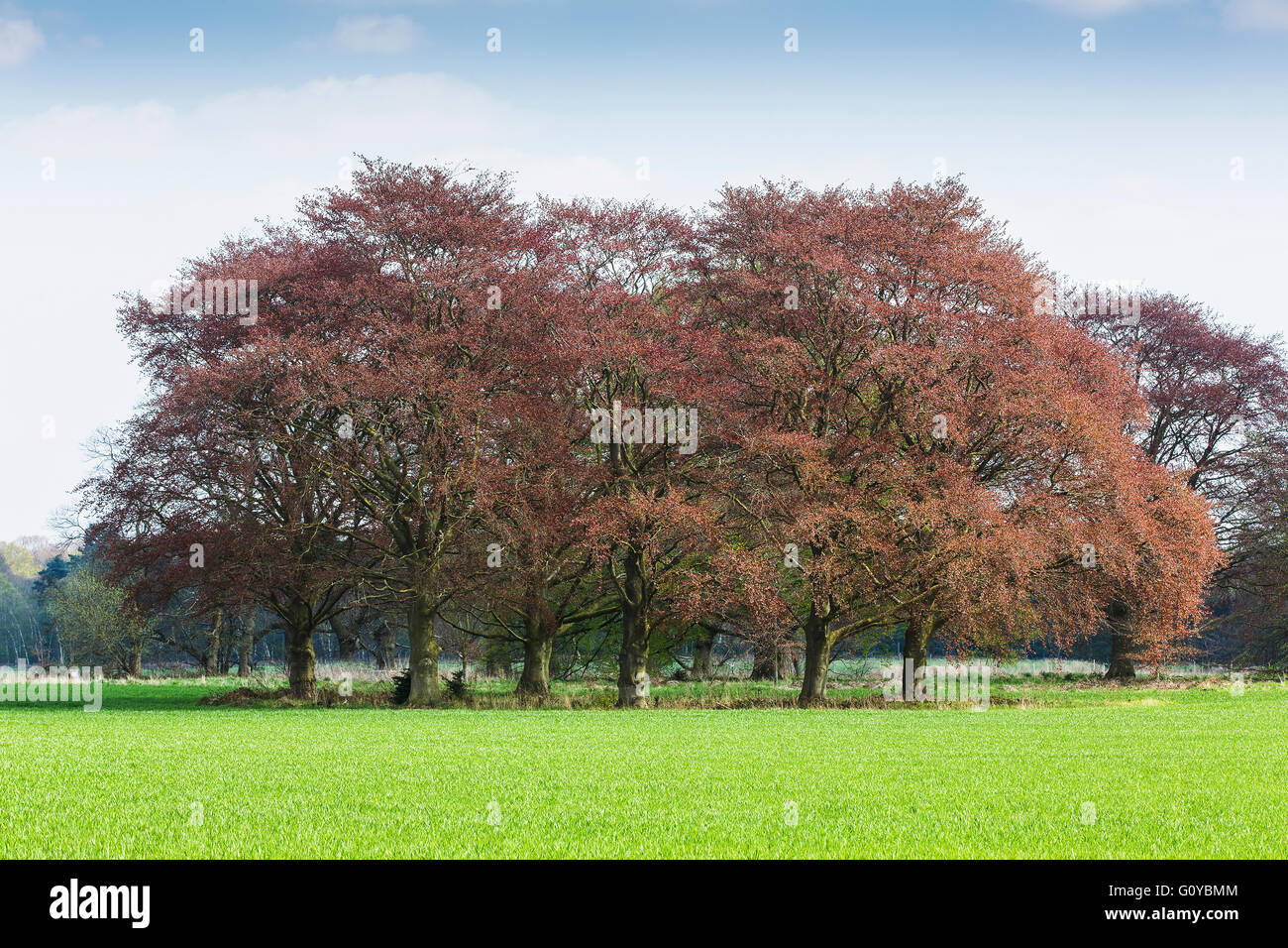 Copper beech, Fagus, Fagus sylvatica purpurea, Beauty in Nature, Colour ...