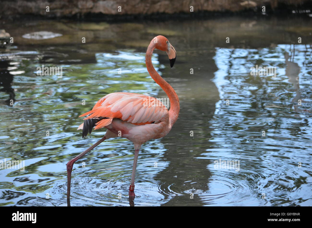 Pink Flamingo (Flamingo Americano) in Pond San Antonio Zoo Stock Photo ...