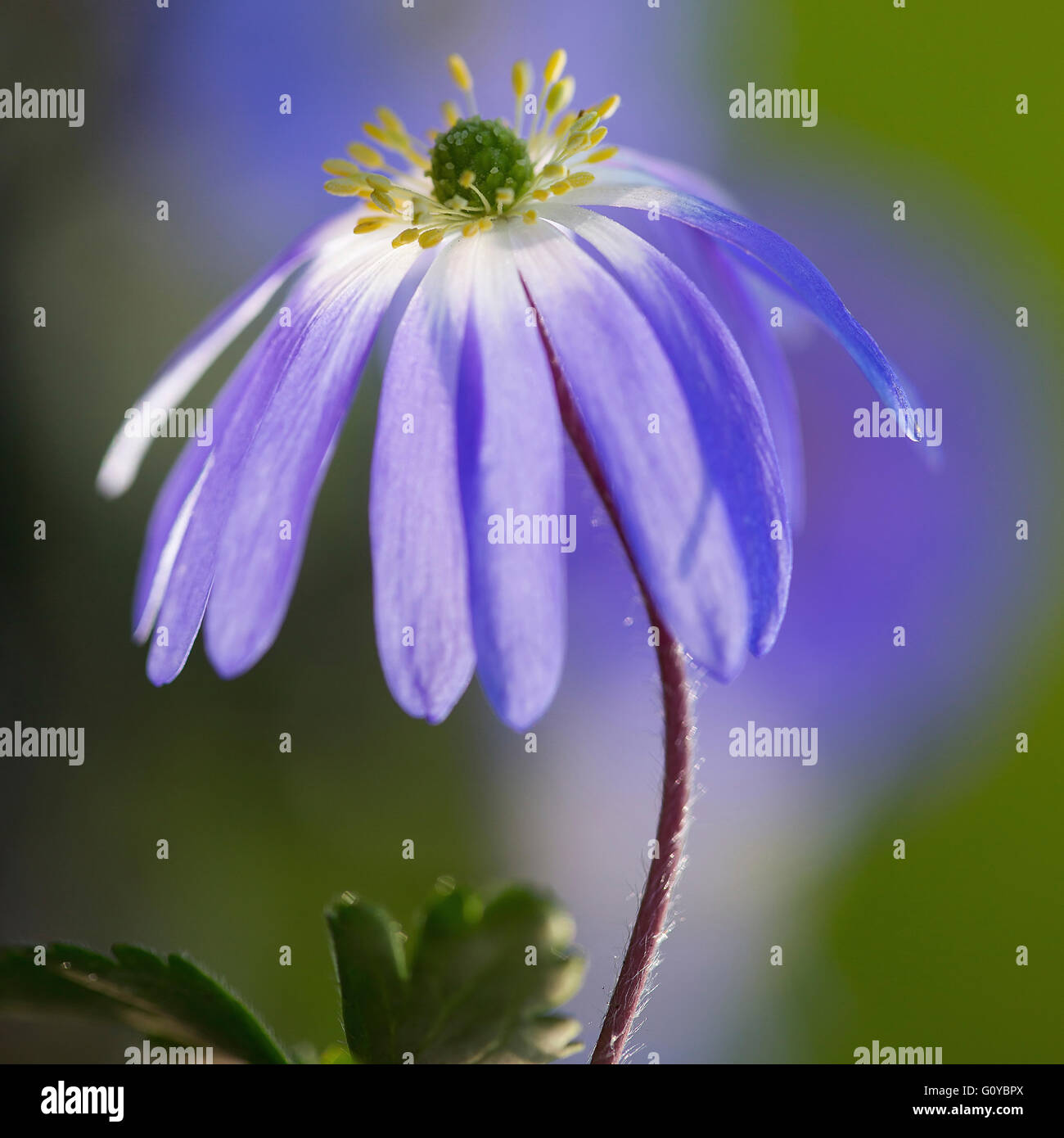 Winter windflower, Anemone, Anemone blanda 'Blue Shades', Beauty in ...