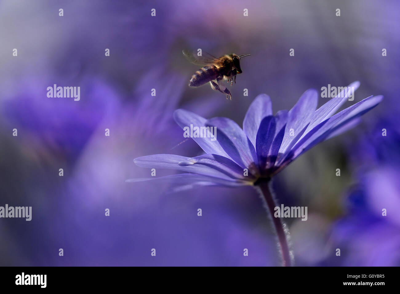 Winter windflower, Anemone, Anemone blanda 'Blue Shades', Beauty in ...