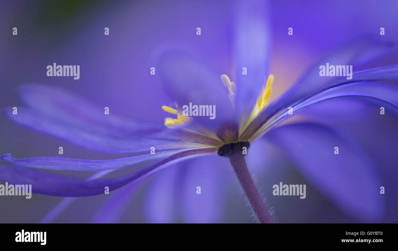 Winter windflower, Anemone, Anemone blanda 'Blue Shades', Beauty in ...