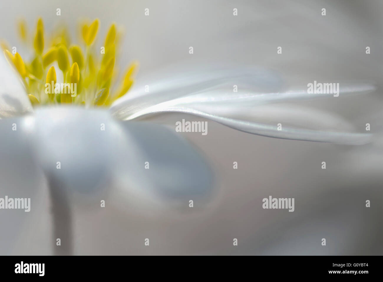 White windflower hi-res stock photography and images - Alamy