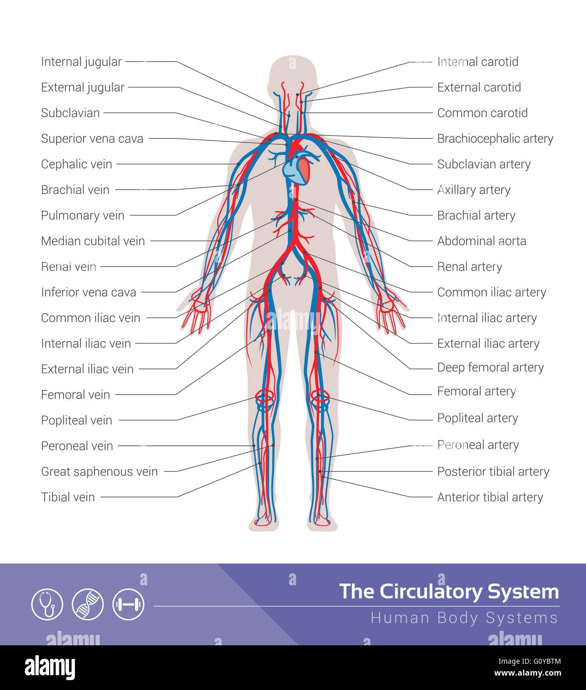 Circulatory diagram hi-res stock photography and images - Alamy